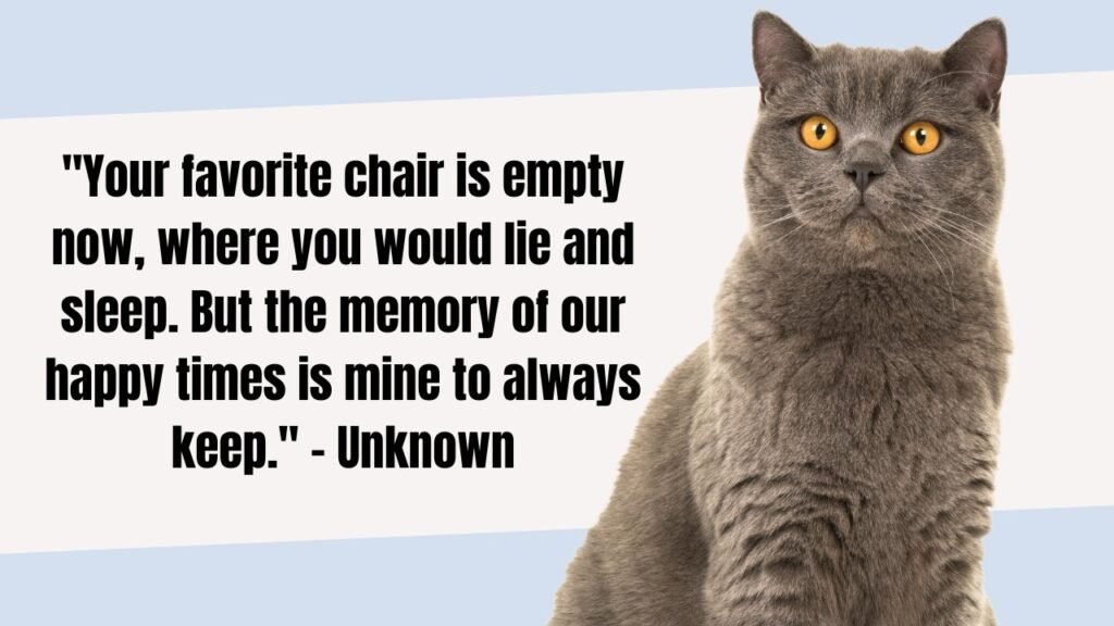 35 Loss of a Cat Quotes to Commemorate Passed Pets