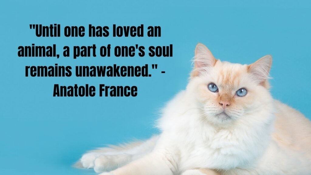 35 Loss of a Cat Quotes to Commemorate Passed Pets